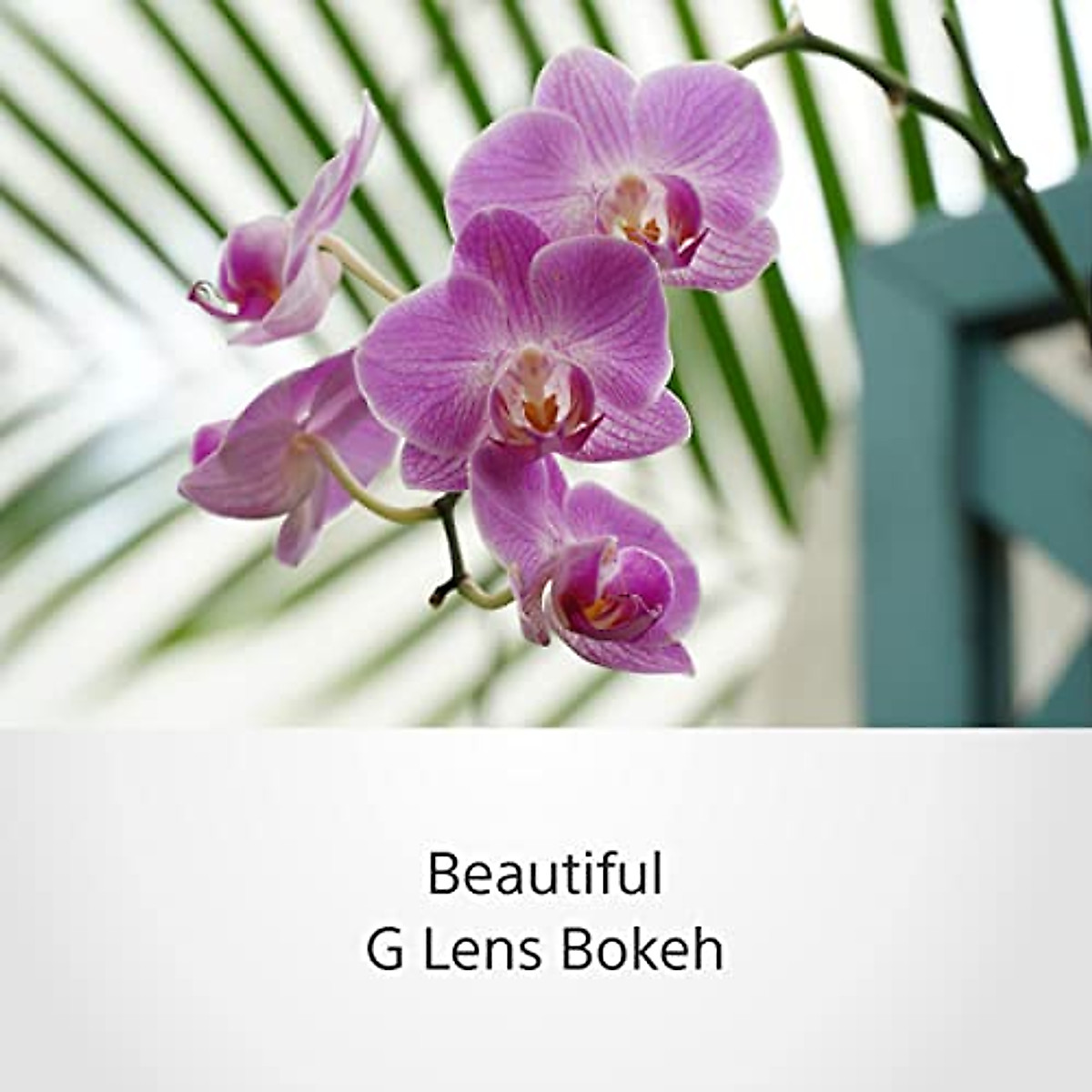 Sony SELP18105G E PZ 18-105mm F4 G OSS (Renewed)