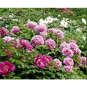 20+ Mixed Peony Flower Seeds Double Beautiful Perennial Bonsai Plant Garden