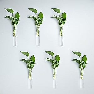 SPORTYOUTH 6Pcs Wall Hanging Glass Planter Terrariums Plant Propagation Stations Desktop Tubes, Large Cylinder Bud Vase Container for Hydroponics Plants Air Plants, Home Office Decor Kit