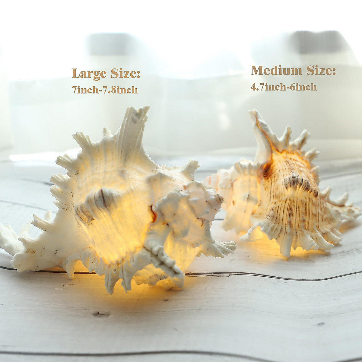 MIYA LIFE Magic Conch Shell Lamp - LED Lighted Real Conch Shell Night Light (Medium, Largest Side Around 5.5'') USB Plug & Battery Powered Seashell Lamp Sea Lamp for Bedroom Beach Themed Room Decor