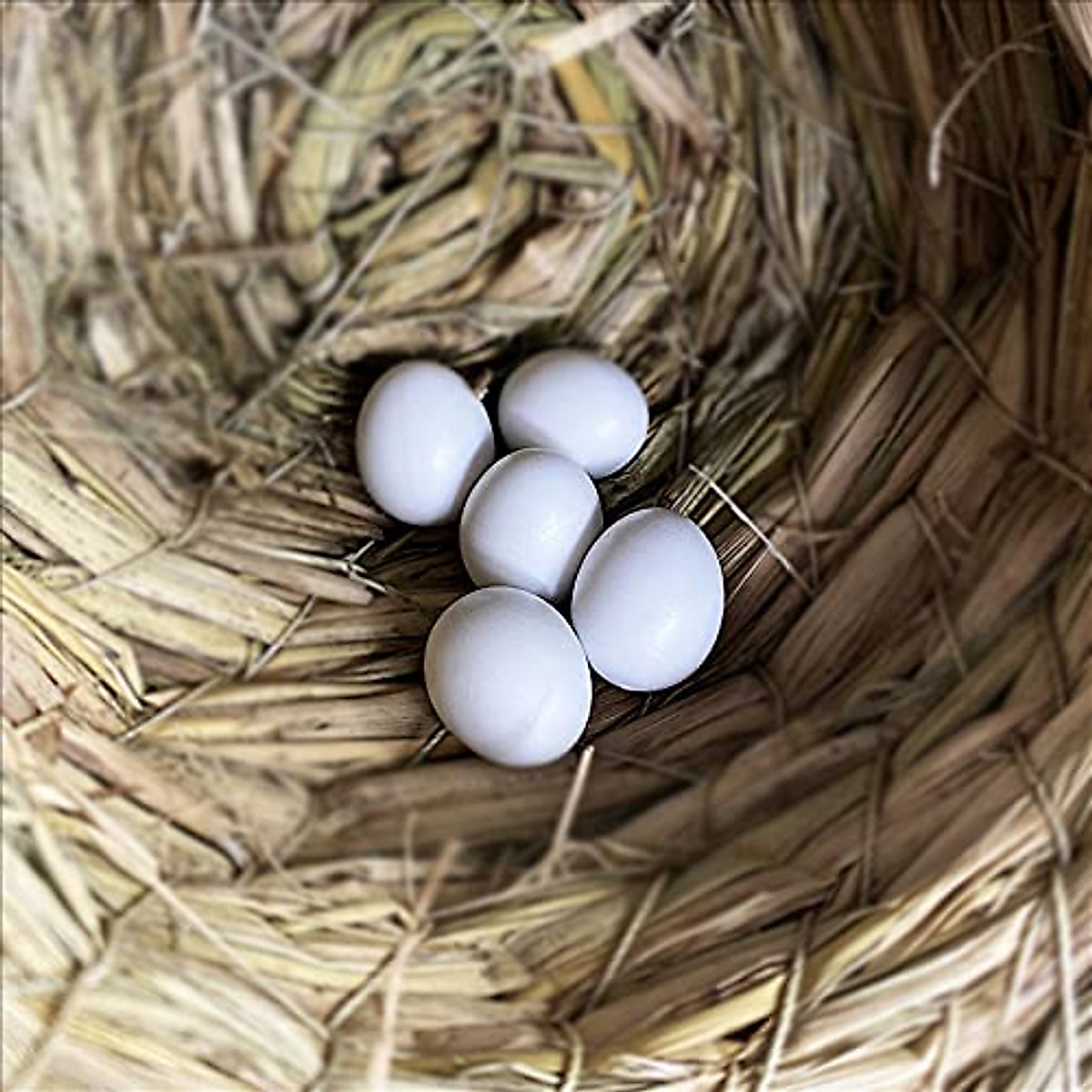 WOLEDOE 5Pcs Solid Plastic Parrot Fake Eggs, Keeping Them from Laying Anymore Eggs, Suit for Medium and Large Parrots, Pigeon, African Grey, Caique, Cockatoo, Sun Conures and Mini Macaw