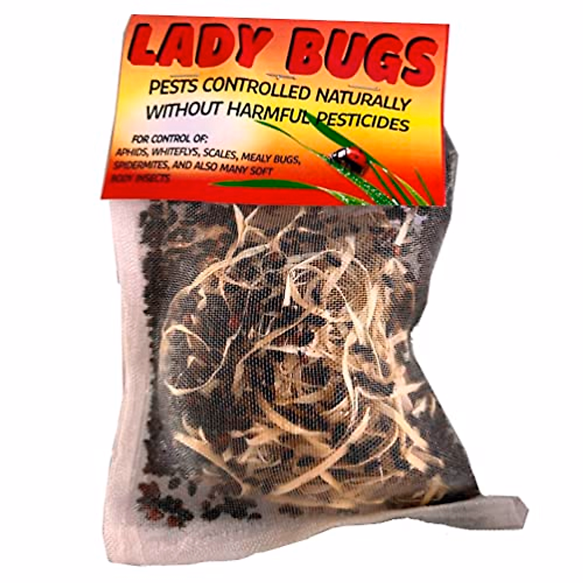 Bazos 1500 Live Ladybugs - Bugs for Garden - Ladybugs - Guaranteed Live Delivery, Black (LB-00)