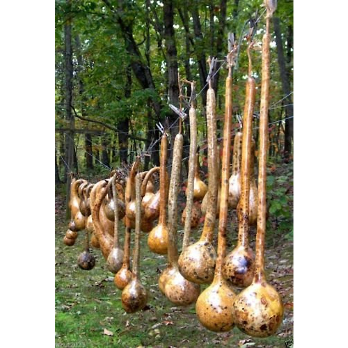 Dipper Gourd Seeds,12" long necks and bulbs with a diameter of 5-7"