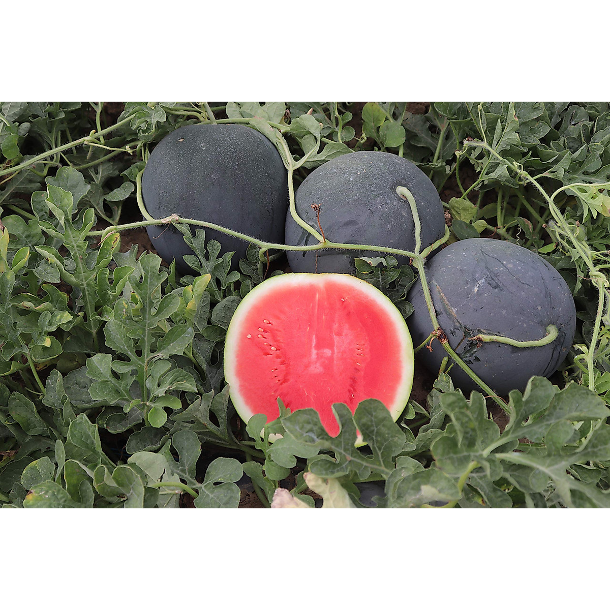 SeedsUP - 30+ Black Beauty Watermelon - Fruit seeds.