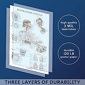 Palace Learning Digestive System & Respiratory System Anatomy Posters - Laminated 2 Chart Set - 18" x 24" (Digestive/Respiratory)
