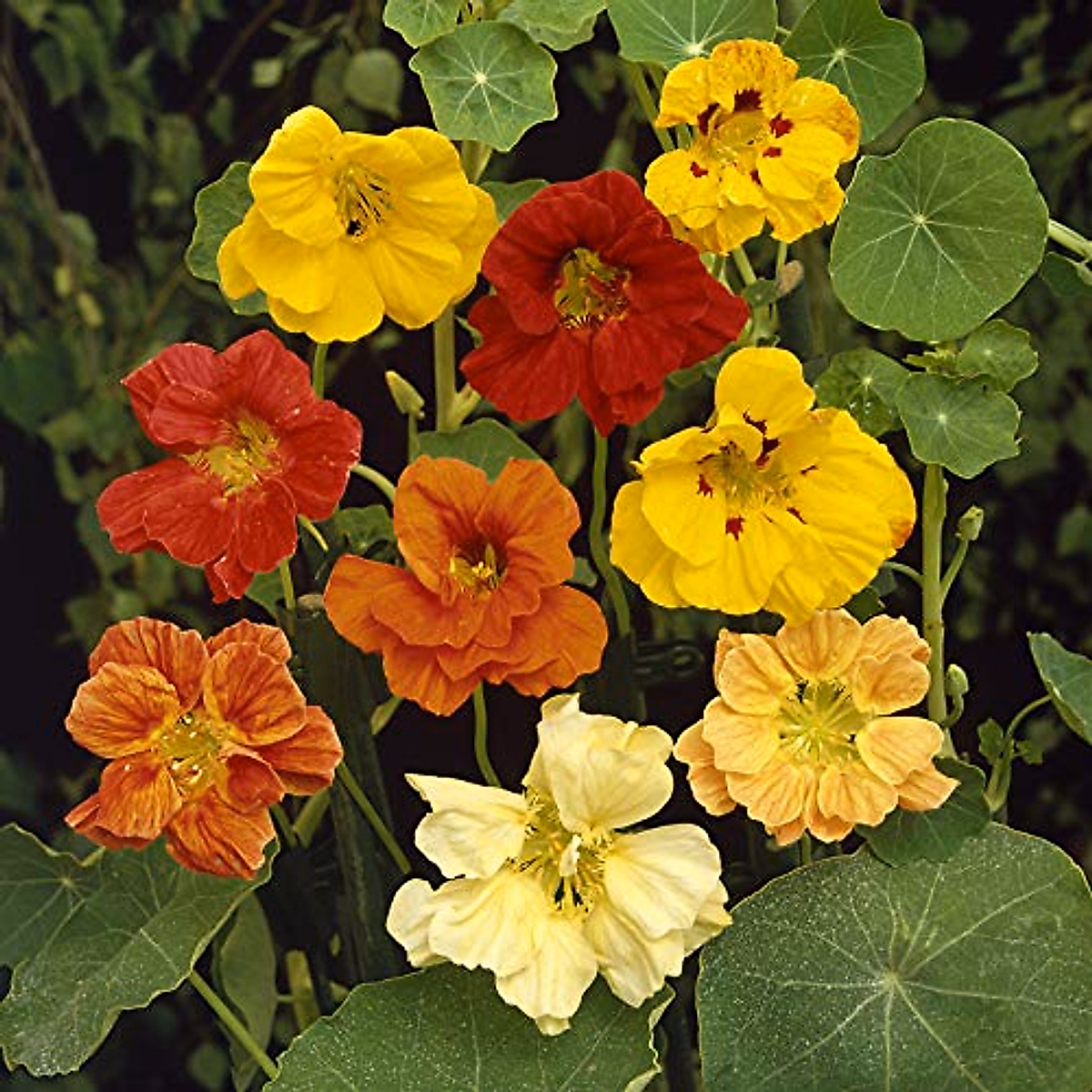 Outsidepride Tropaeolum Nasturtium Flower Seed Mix Climbing Flowering, Dwarf - 1/4 LB