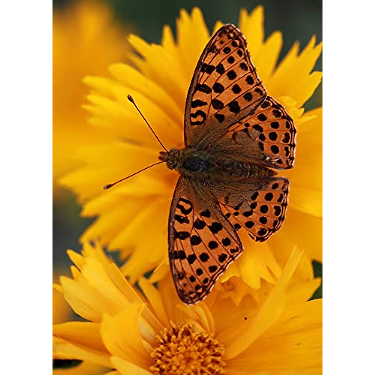 Garden State Parkway Wildflower Seeds - Annuals - Attracts Birds and Butterflies