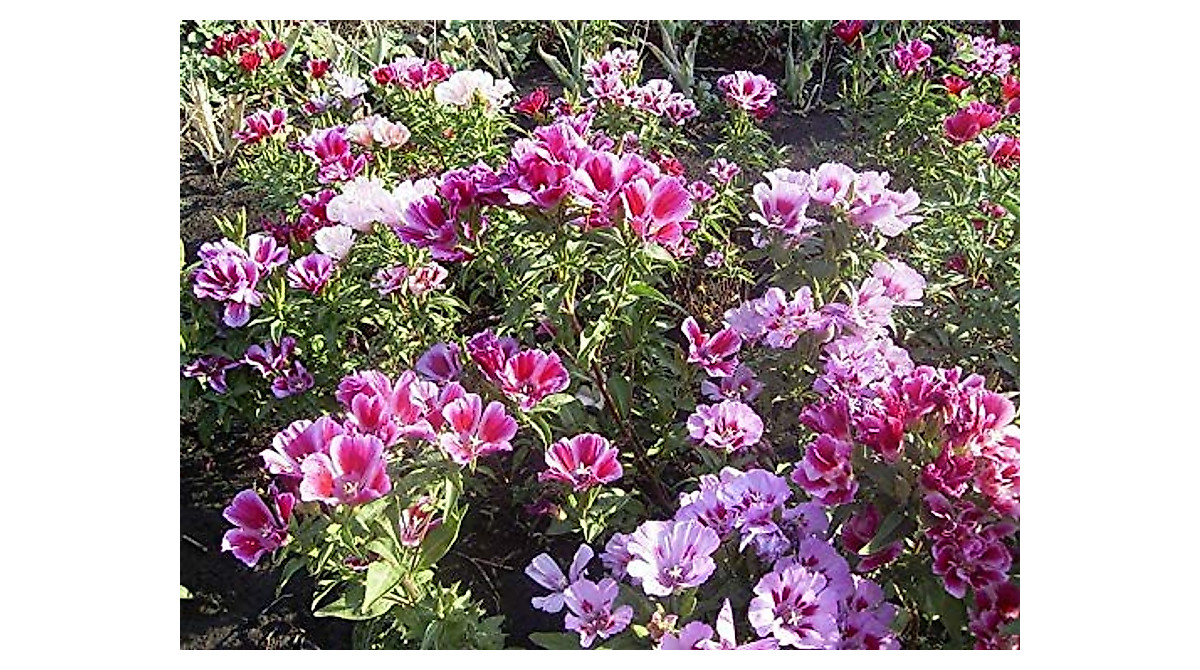 Seeds Satin Flower (Godetia) Mix Large Flower Indoor Garden Beautiful ...