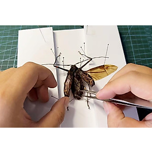Insect Pinning Board, EVA Foam Board Pose Insects Boards Butterfly Spreading Wings Board Combined Plates, Adjustable Wide Spacing Double Sided Usable Insect Specimen Tools for Bugs Collection (1 PACK)