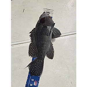 Cuda 18134 50" Tape Measure,Blue