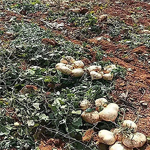 MITRAEE 100 Pcs Seeds Jicama Seeds Heirloom Mexican Yam Bean | Non-GMO | Mexican Turnip Seeds Fresh Garden Seeds, Seeds, Gardeners Choice