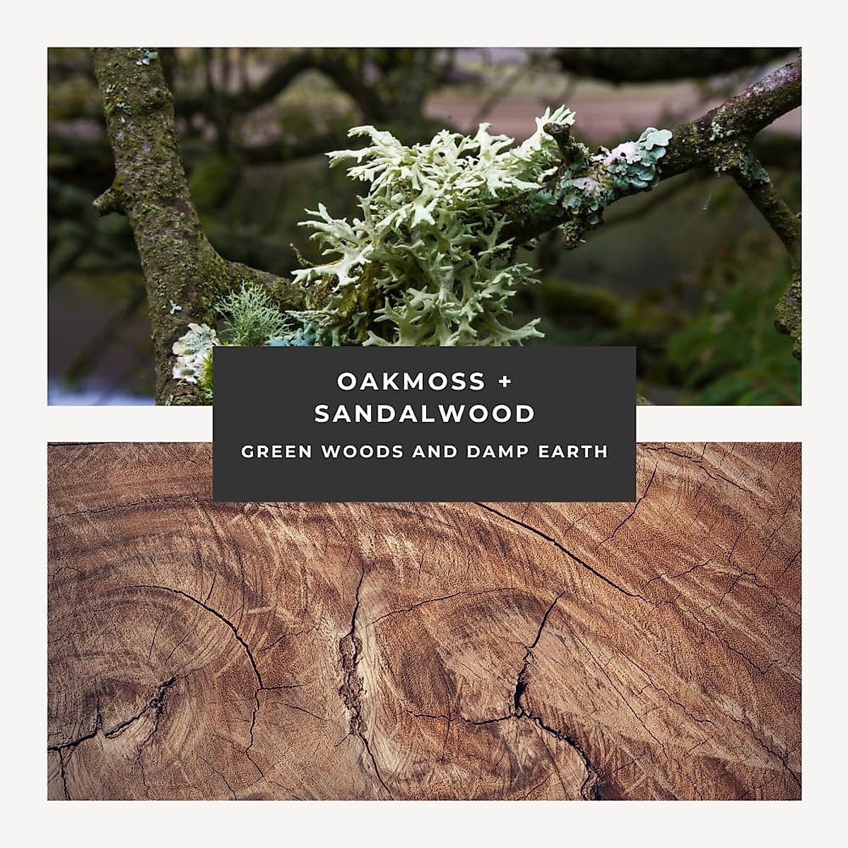 Oakmoss and Sandalwood Rollerball Cologne for Men, Women, Unisex, Green Earthy Aromatic Scent, Celt by Herb and Root, 10 ml