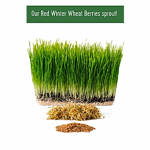 Hard Red Winter Wheat Berries | 5 LBS | Family Farmed in Washington State | Non-GMO Project Verified | 100% Non-Irradiated | Certified Kosher Parve | Field Traced | Burlap Bag