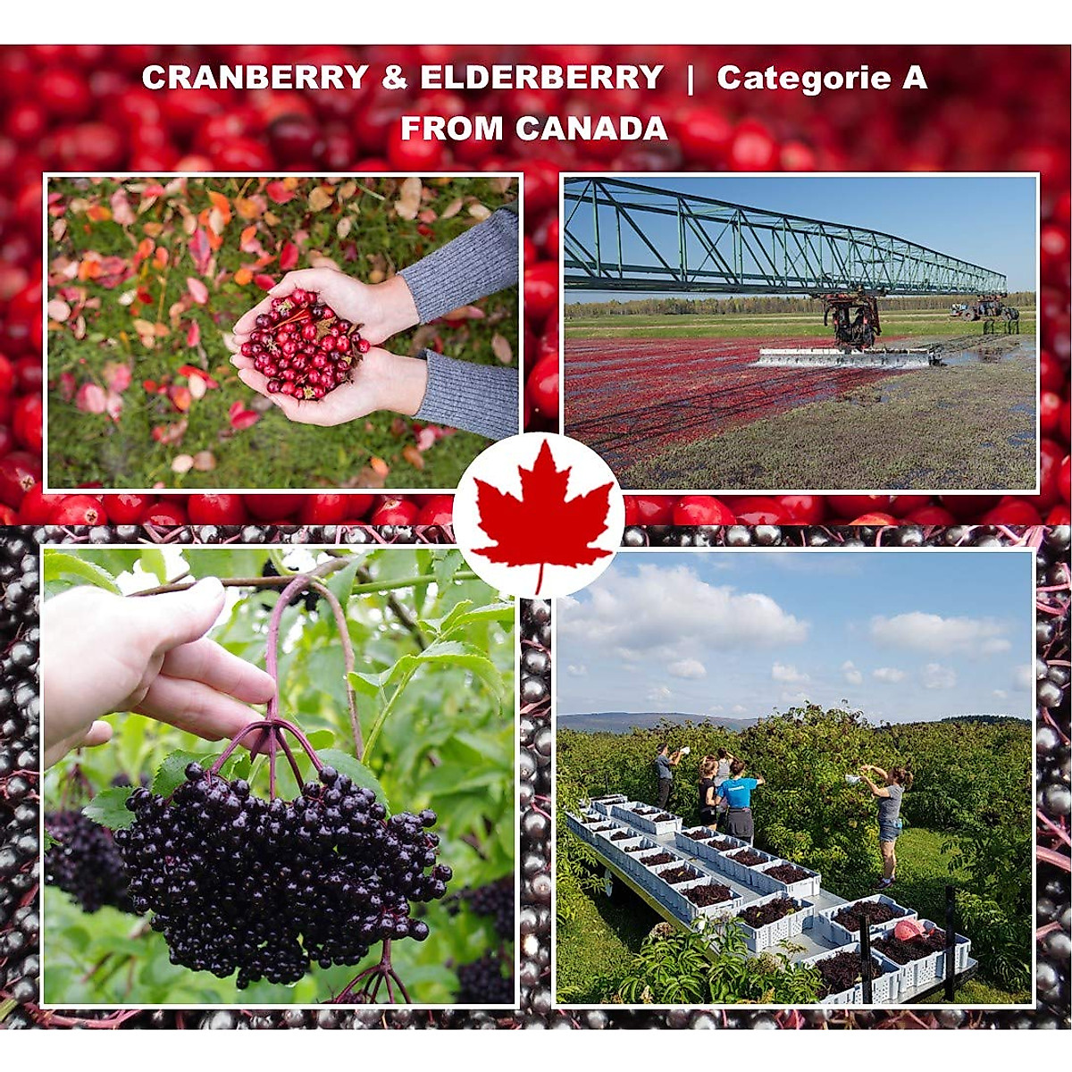 Immunia Urinary Health. Cranberry & Elderberry Concentrate to be Consumed for The Prevention of Urinary Infections. Natural. Delicious. 5 ml/Day. 1-Pack. USA