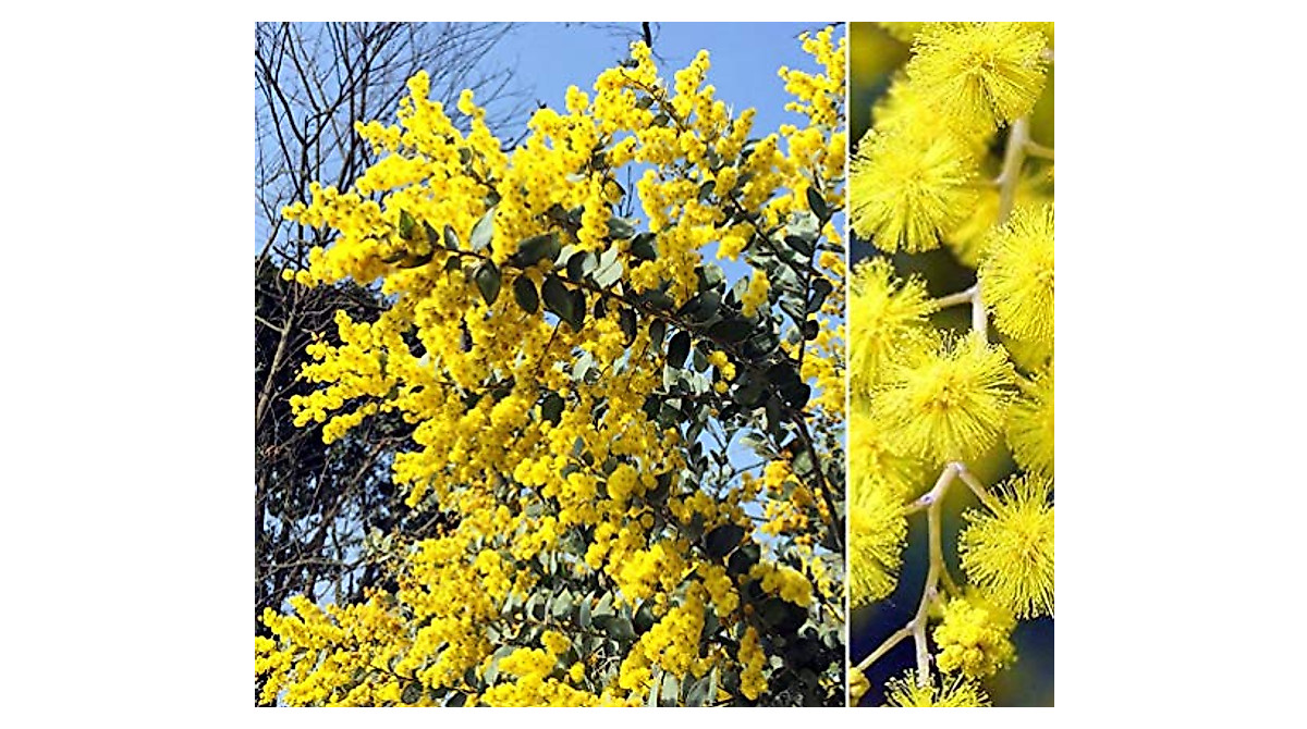 Golden Mimosa Seeds - Bloom All Year Round