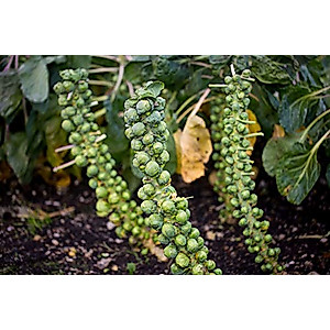 Long Island Improved Brussels Sprout Seeds for Planting, 200+ Heirloom Seeds Per Packet, (Isla's Garden Seeds), Non GMO Seeds, Botanical Name: Brassica oleracea, Isla's Garden Seeds