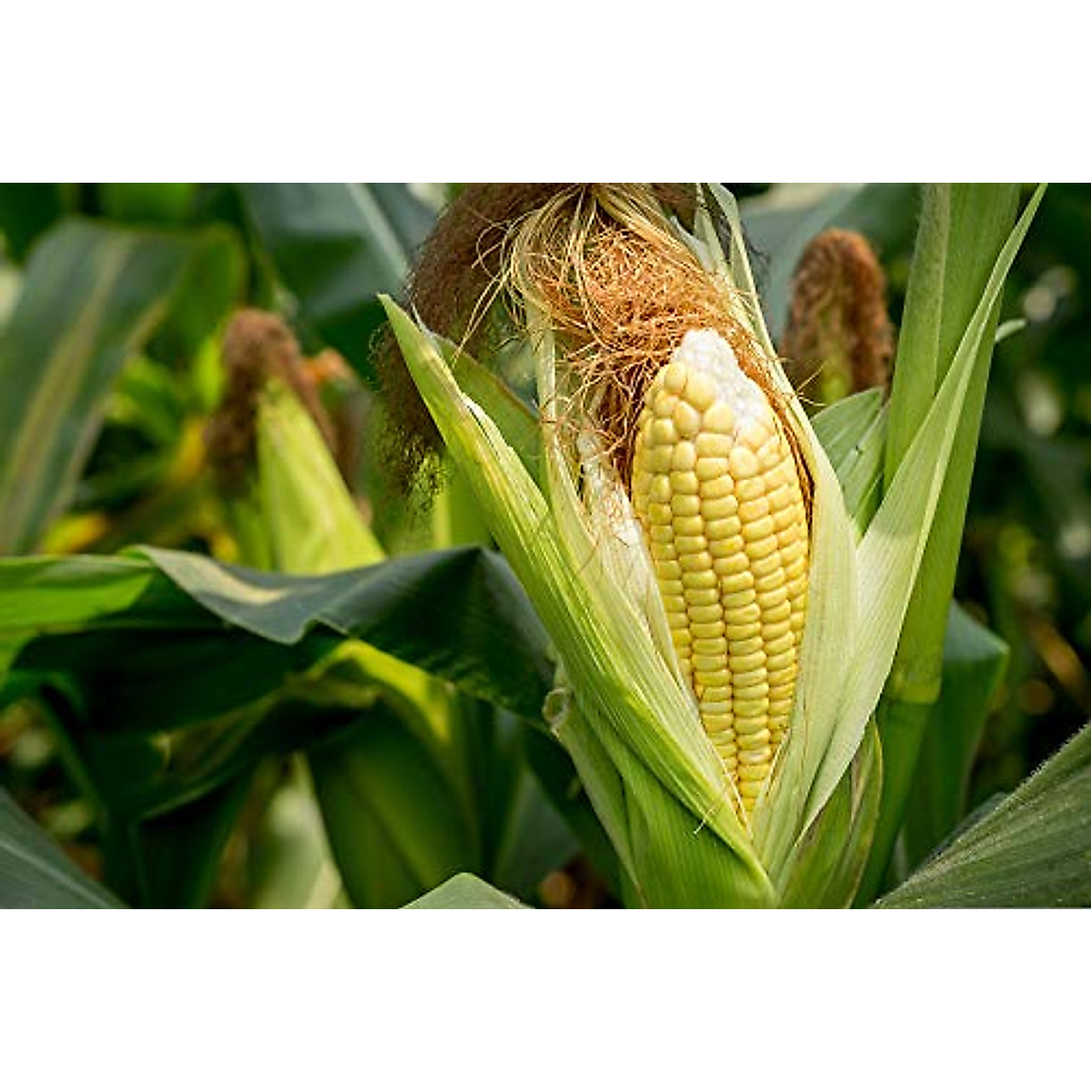 Early Sunglow Sweet Yellow Corn Seeds for Planting, 50+ Seeds Per Packet, (Isla's Garden Seeds), Non GMO Seeds, Botanical Name: Zea mays, Delicious Corn Variety, Great Home Garden Gift
