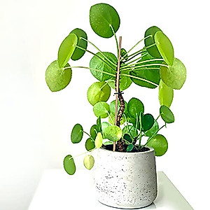 Plant Stakes Natural Garden Bamboo Sticks for Indoor and Outdoor Plants, GAGINANG 20pcs Plant Support Stakes for Tomatoes, Beans, Potted Plants - 18 inches