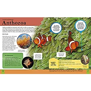 Children's Encyclopedia of Ocean Life: A Deep Dive into Our World's Oceans (Arcturus Children's Reference Library, 10)