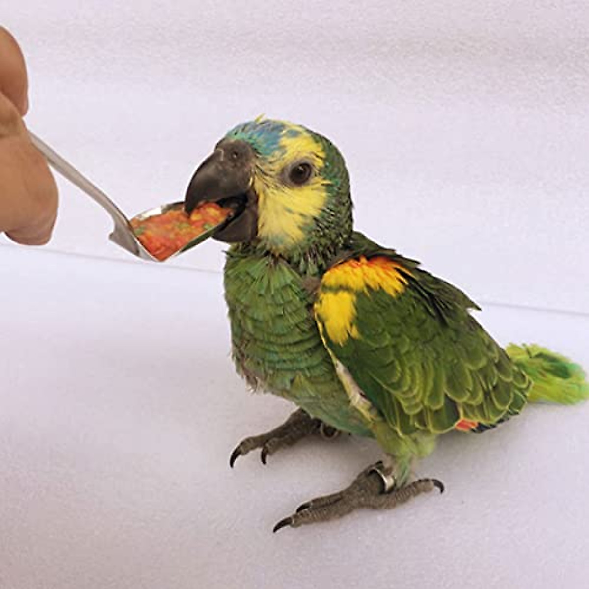 Hemoton 4.7inch Bird Stainless Steel Feeding Spoon, 6Pcs Special Bird Feeding Scoop Spoons, Hand Feeding Spoons for Peony Cockatiel Parrot