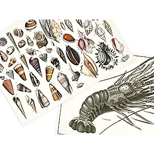 Marine: Paper Placemat Pad (Multilingual Edition) (English, French and German Edition)