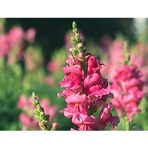 David's Garden Seeds Flower Snapdragon Sonnet Series Rose 2255 (Rose) 25 Non-GMO, Heirloom Seeds