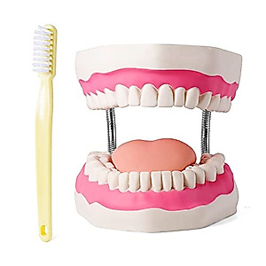 Annhua Large Anatonmical Teeth Model 6 Times Dental Hygiene Teeth Models, Dentist Teaching Oral Care Model with Detachable Tongue and Denture Toothbrush
