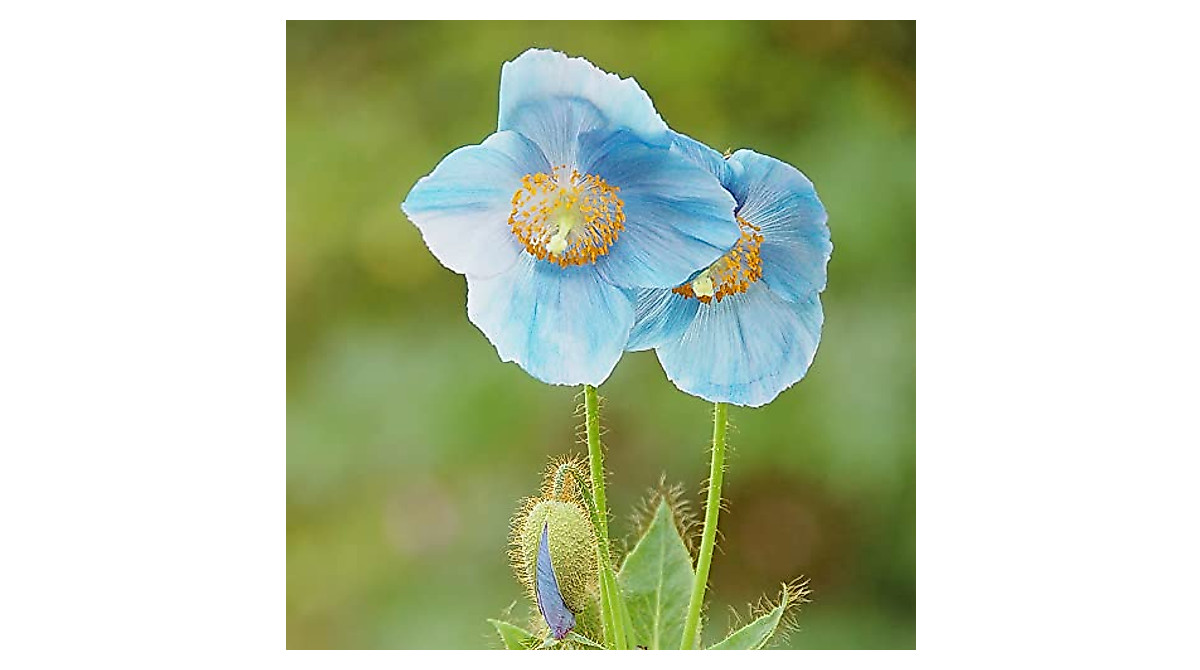 Meconopsis Blue Poppy Seeds - Low Maintenance Garden Blooms