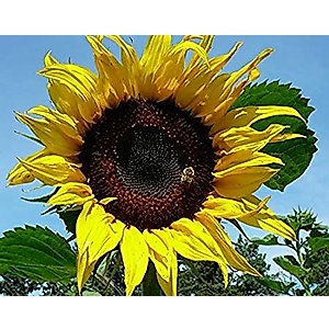 David's Garden Seeds Sunflower Tall Single Stem Black Russian 5199 (Black) 25 Non-GMO, Heirloom Seeds
