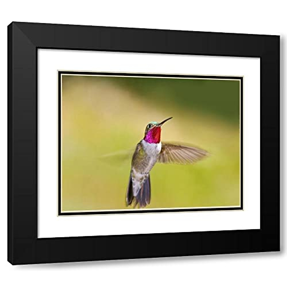 ArtDirect CO, Frisco Broad-Tailed Hummingbird in Flight 18x13 Black Modern Wood Framed with Double Matting Museum Art Print by Lord, Fred