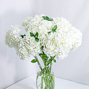 QAUZUY GARDEN 50 Premium Hydrangea Seeds White Hortensia - Attractive Perennial Flowering Shrub Bush Tree - Attract Pollinators & Fast-Growing - Striking Accent Landscape Plant