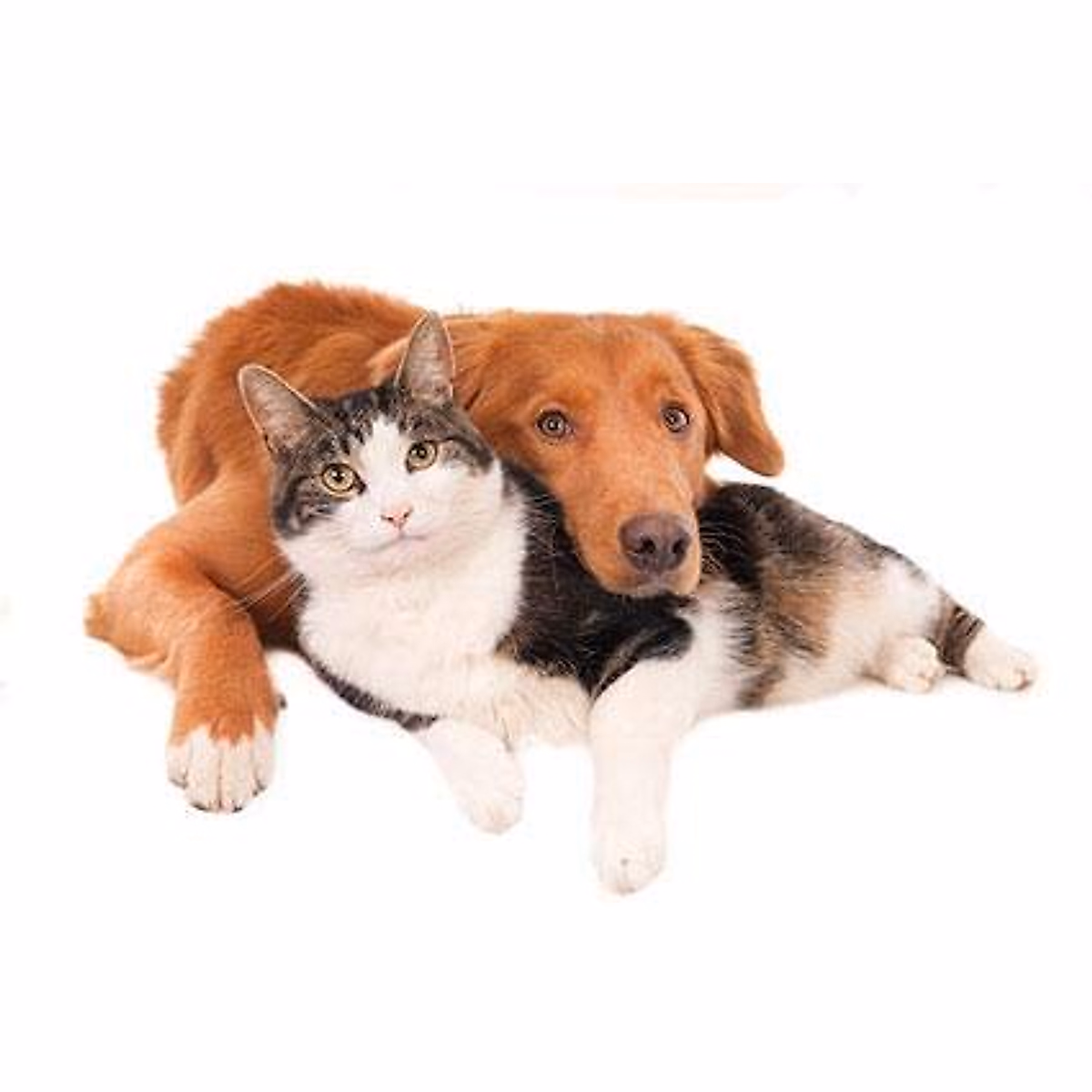 cat Coat Care - Pets Total Health Complex - Dogs and Cats - Best Hair Skin Eye Teeth Nail Urinary Support - Cranberry Supplement for Cats - 3 Bottles (180 Tablets)