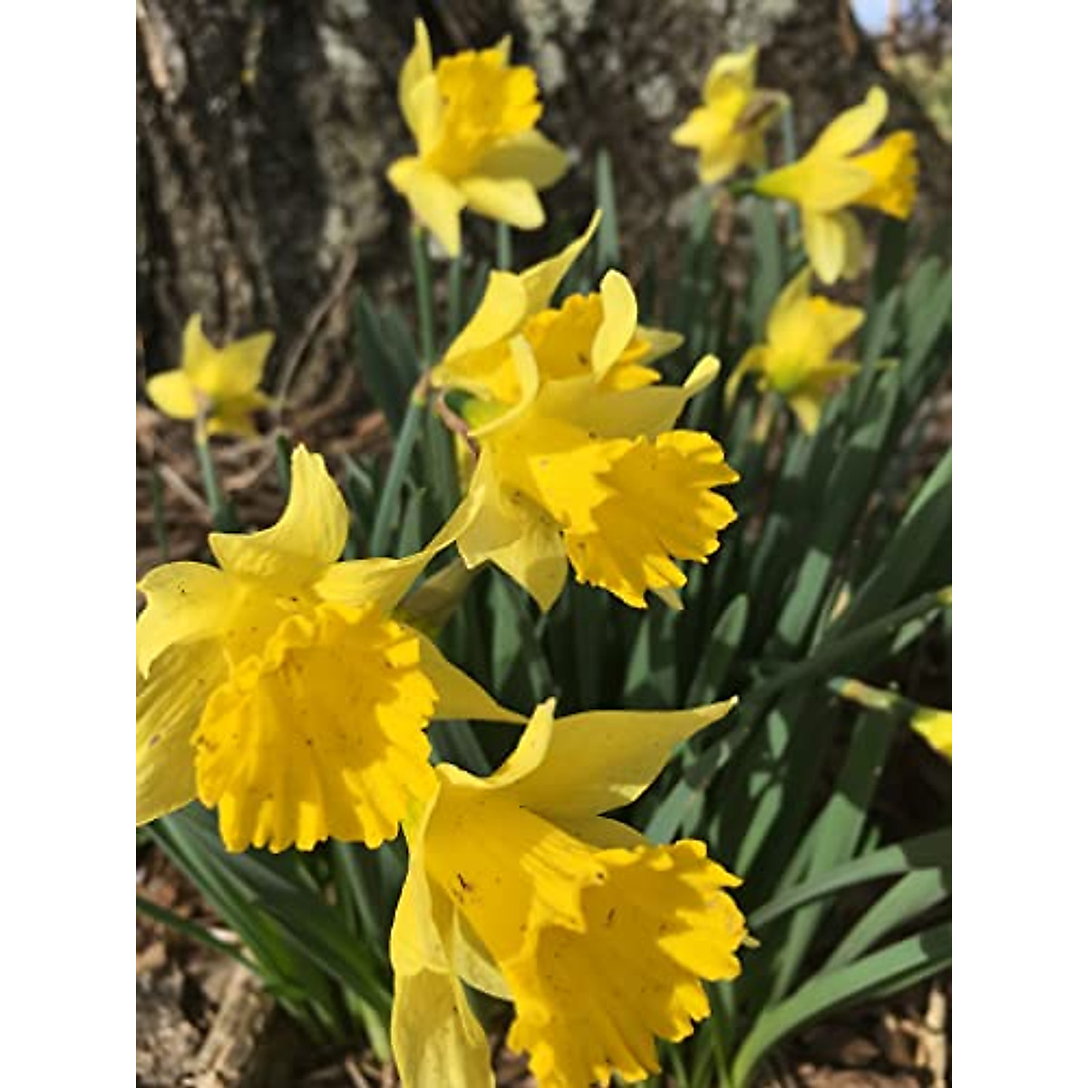 Dutch Master Daffodils (25 Bulbs) - Yellow Daffodil Narcissus Bulbs