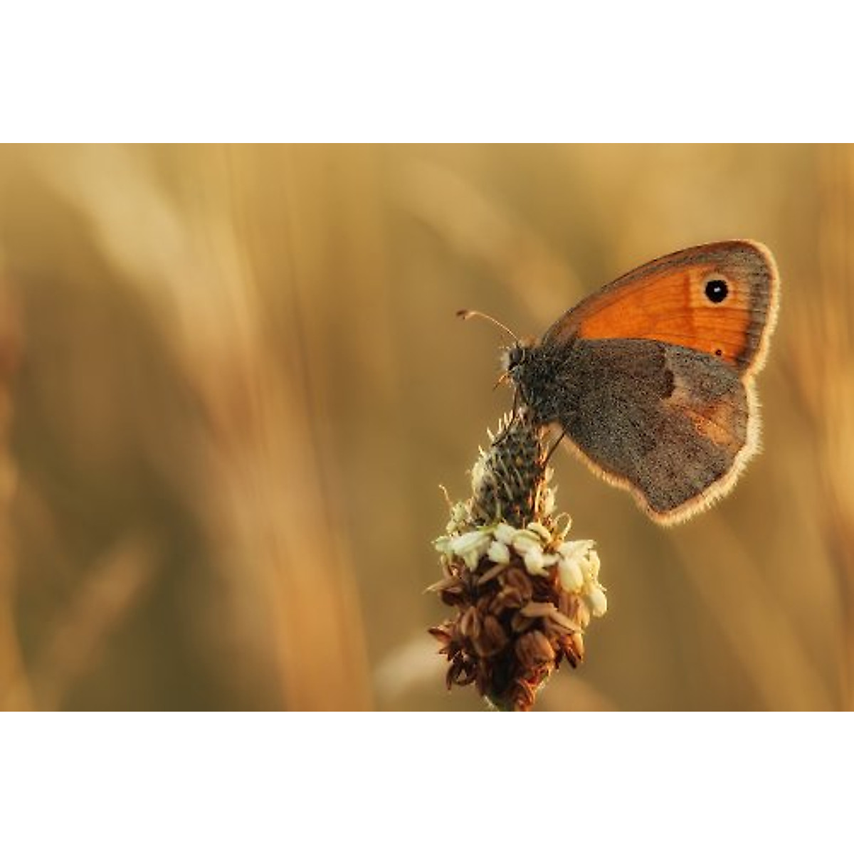 Tamron AFF004N700 SP 90MM F/2.8 DI MACRO 1:1 VC USD For Nikon 90mm IS Macro Lens for Nikon (FX) Cameras - Fixed