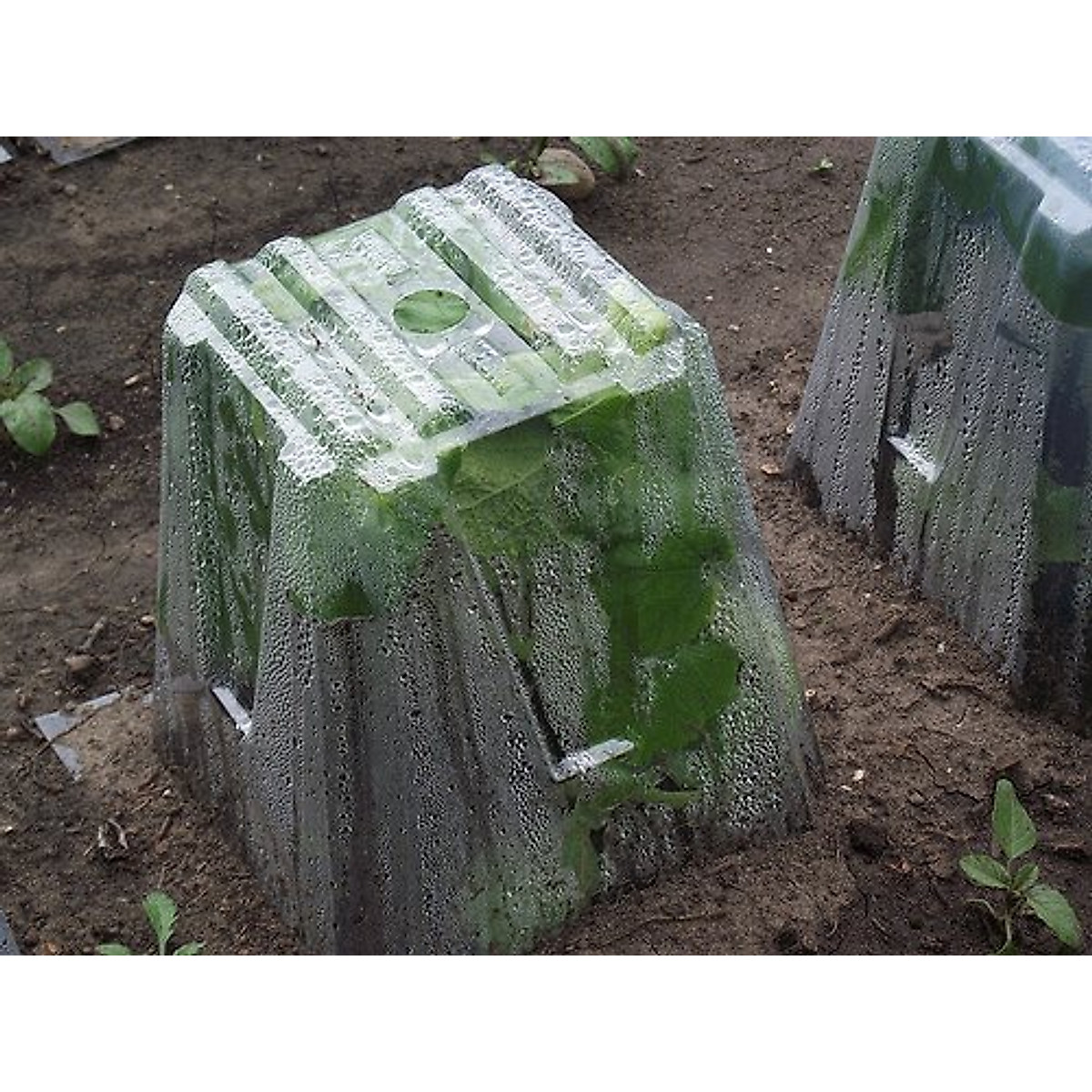 BOTARO GRO-Caps Reusable Plant Covers (30 Pack) Plant Protection from Frost, Cold Weather, Garden Insects, Pesticides, Rodents & Rabbits for All Your Plants, Vegetables & Flowers. Grow Organic