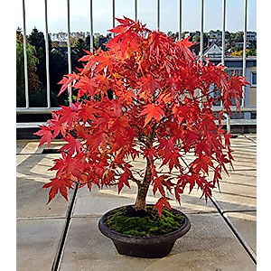 Japanese Red Maple Bonsai Tree Seeds | 30+ Seeds | Highly Prized for Bonsai, Japanese Maple Tree Seeds