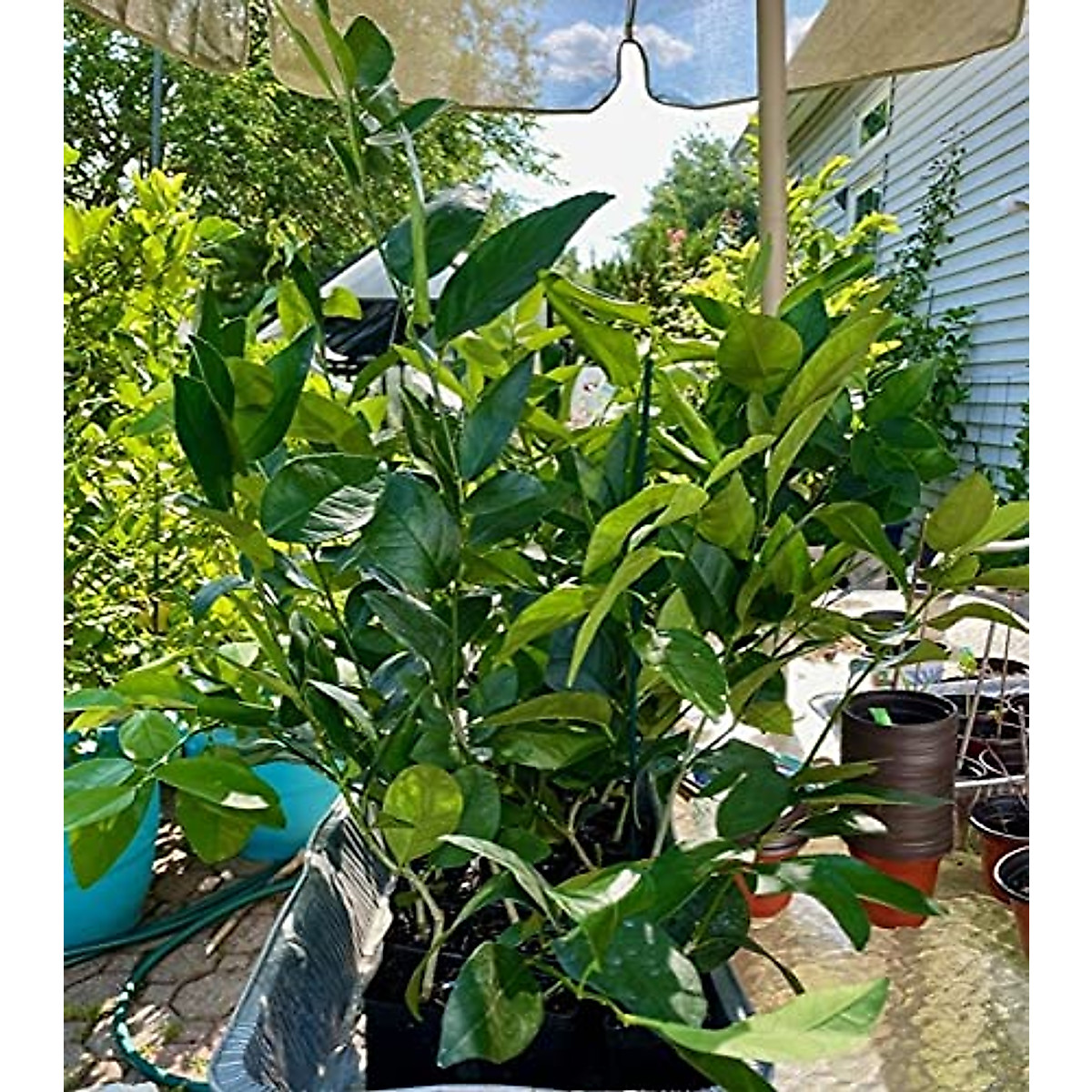 Sapodilla Gardens Persian Lime (Citrus aurantifolia Hybrid) _Tree - Fruit-Plant-No Shipping to CA, AZ, TX, LA, MS, AL, GA, FL, SC