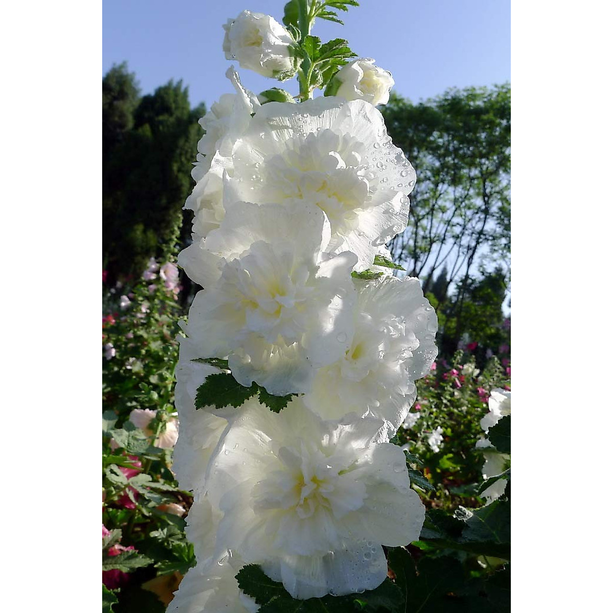 Hollyhock Seeds, Pack of 700+ Carnival Mix Double Hollyhocks Flower Seeds, Flower Seeds for Planting