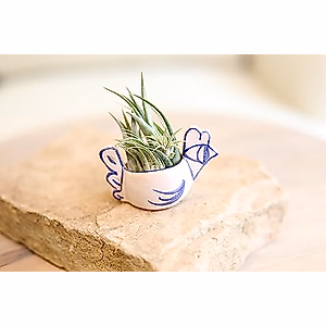 Tillandsia Air Plants Live Indoor Plants (6PK), Airplants Variety Live Plant Kit, Tropical Plants Live Houseplants, Air Plant Live Succulents Plants Live Plants Indoor House Plants by Plants for Pets