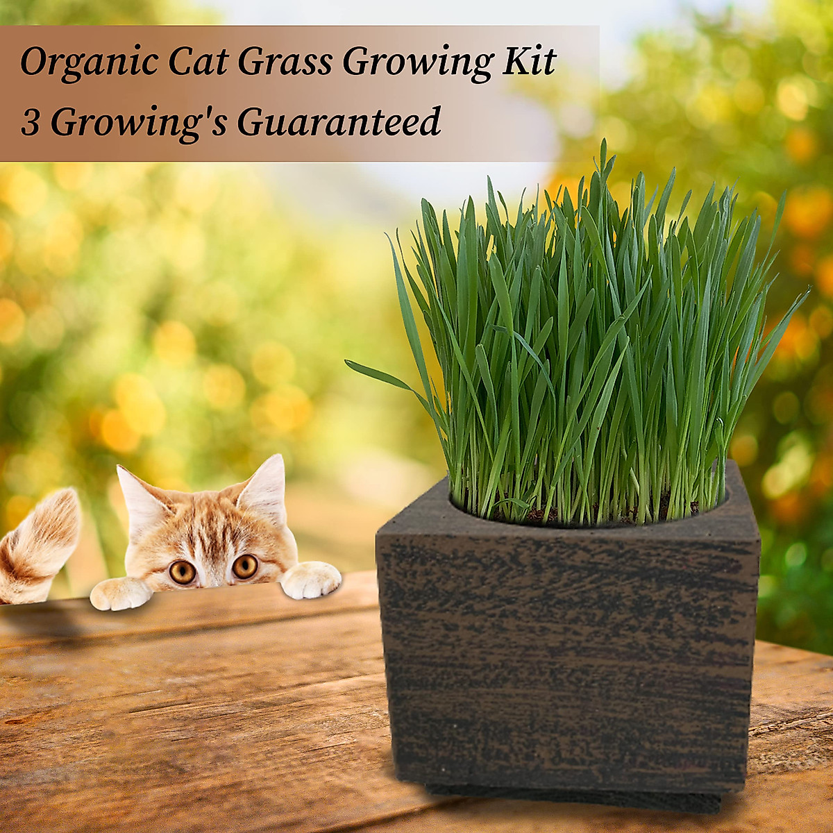 Cali Kiwi Pros Best Value Organic Cat Grass Growing Kit, Seed and Soil for 4 Plantings. Cat Toy Gift to Cats as Well as Hairball Remedy. (Wicker Brown)