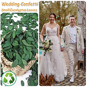 3500+ Small Preserved Real Eucalyptus Leaves - 100% Natural Dried Eucalyptus Bulk, Biodegradable Wedding Fresh Leaves for Anniversaries, Confetti, Flower Girl Petal, Bridal Showers, Party Decor