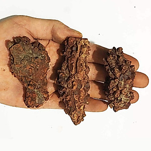 SUNNYHILL Coprolite Authentic Prehistoric Natural Fossilized Mineral Dung Stone Specimen Length 2-4" Weight 0.4 LB