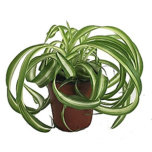 Bonnie Curly Spider Plant - Easy - Cleans the Air - 4" Pot - Grown by Hirt's Gardens