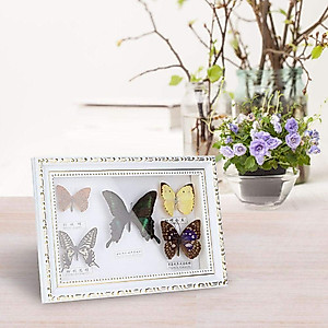 eboxer-1 Butterflies Specimen, Exquisite Butterflies Insect Specimen Crafts for Home Office Decorate Ornament Butterfly Wall Art, As a Gift for Friends and Family, 7.7 x 11.6 x 1.6 in (White Frame)