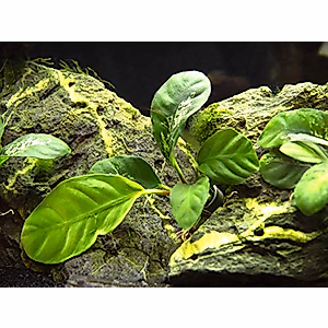 Live Aquarium Plants, Anubias Coffeefolia, Anubias Aquarium Plant, Aquarium Plants Live Fish Tank Decorations, Live Fish Freshwater Aquarium Plants, Terrarium Live Plants, Water Plants By Aquatic Arts