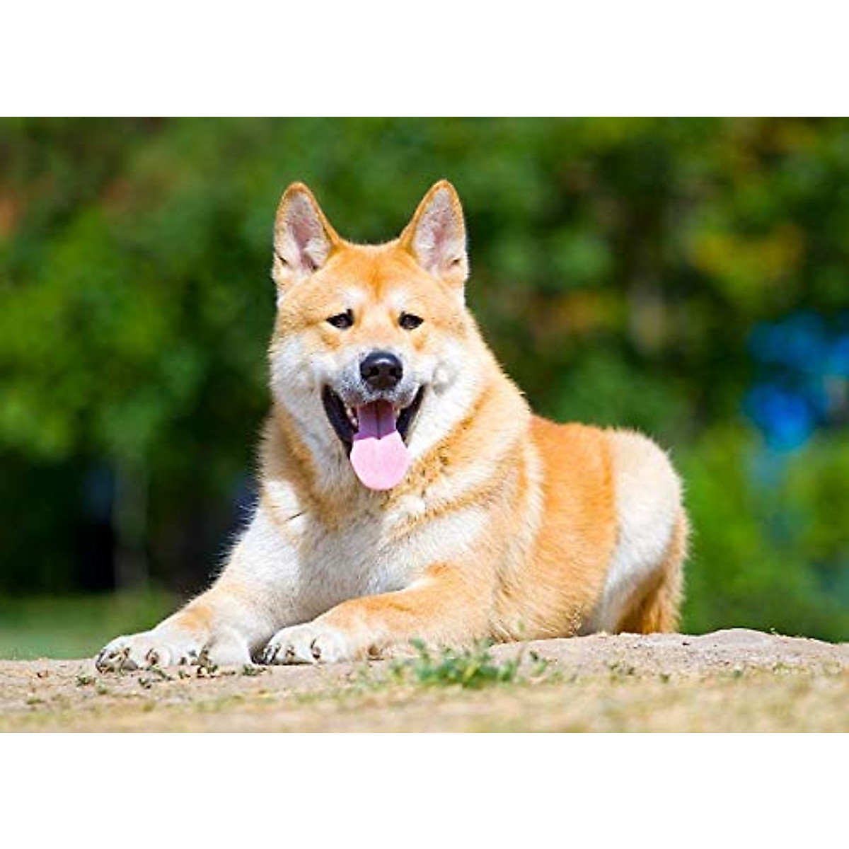 dog itching skin relief allergy immune bites for dogs - ADVANCED DOG IMMUNE SUPPORT - VETERINARIAN RECOMMENDED COMPLEX - turmeric curcumin bites for dogs - 2 Bottles (120 Treats)