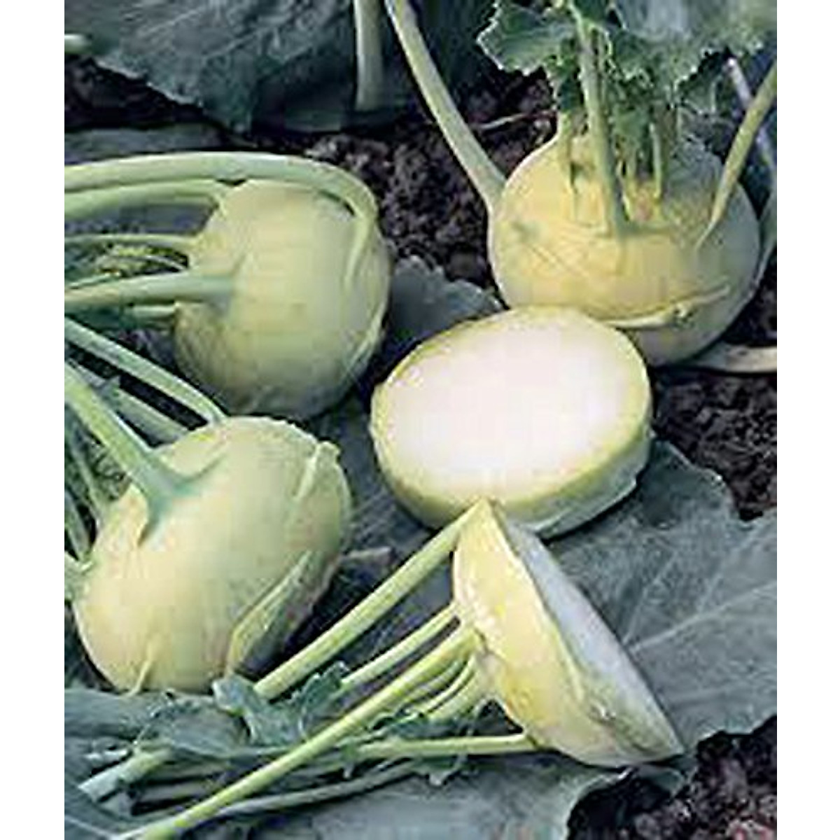 Kohlrabi Seed, Early White Vienna, Heirloom, Non GMO, 25 Seeds,
