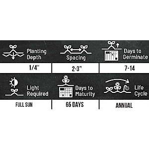 Rainbow Carrot Seeds for Planting Heirloom Non GMO Packets 750 Seeds – Plant & Grow Rainbow Carrots in Home Outdoor Garden, Great Gardening Gift – 1 Packet