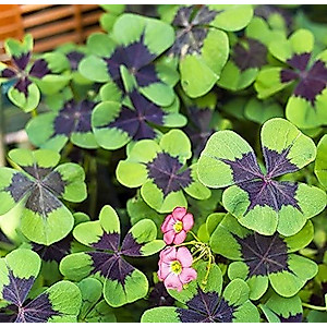 Green Shamrock Bulbs 15 Luck Oxalis Bulbs to Plant, Easy to Grow Indoors Outside The Novice Gardener's Choice