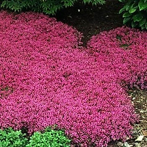 Outsidepride Perennial Thymus Serpyllum Magic Carpet Dwarf Creeping Thyme Ground Cover Plants - 500 Seeds